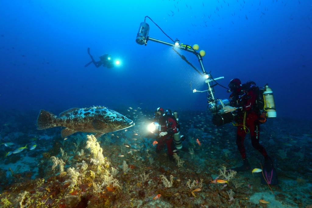 Filmer le coelacanthe en 3D : les résultats scientifiques publiés dans ...